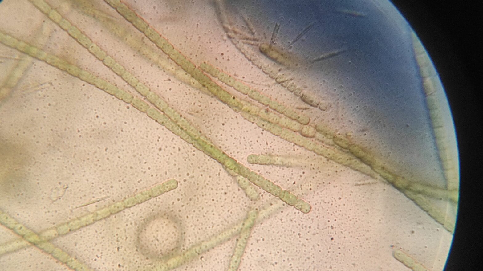 Qué se puede ver en un microscopio en clase | Make STEM proud
